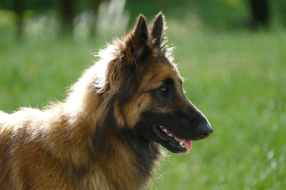 Beltaurus Belgian Shepherds