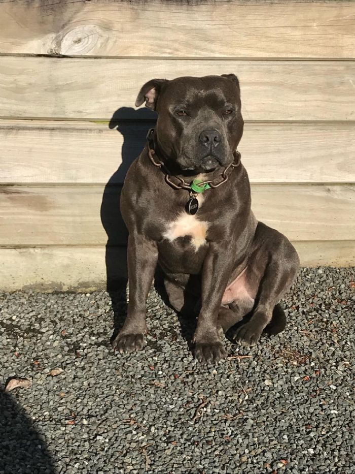 Northern Staffordshire Bull Terrier Club